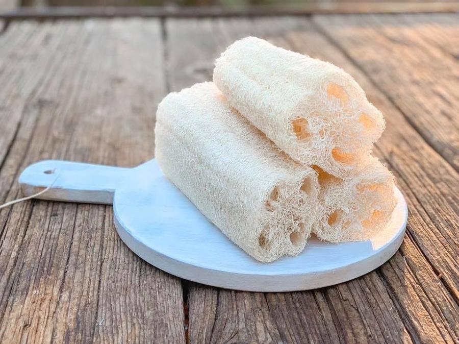 Heirloom Luffa Sponges – Luffa Gardens